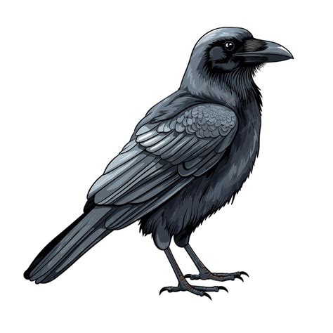Premium Vector Hand Drawn Sketch Crow Illustration