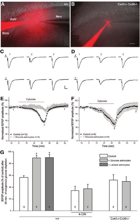 Metabolic Supply Through Astrocytic Networks Sustains Synaptic