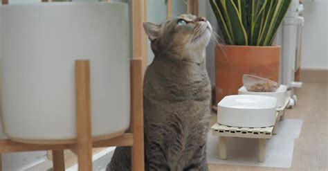 รวมรูปภาพของ ชมแนวทางต่อครัวหลังบ้านเป็น “ห้องครัวสไตล์มินิมอล” สวยงามน่าใช้ สวยสบายตาที่สุดเลย