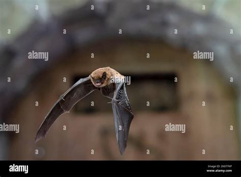 Common Pipistrelle Pipistrellus Pipistrellus In Flight From The Summer Roost North Rhine