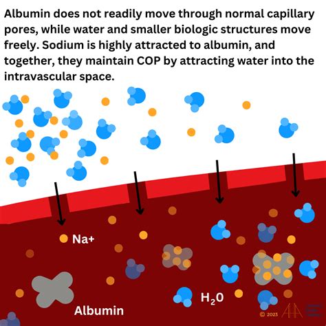 Albumin Diagnostic Significance And Clinical Insights Advanced Health Academy