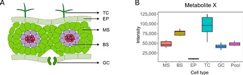 Figure 1 From Plant Single Cell Metabolomics—challenges And Perspectives Semantic Scholar