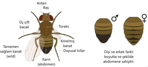 Fullsepp Drosophila Melanogaster Nedir
