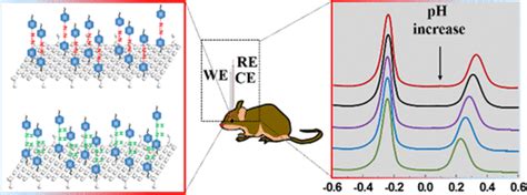 In Vivo Monitoring Of Ph In Subacute Pd Mouse Brains With A Ratiometric Electrochemical