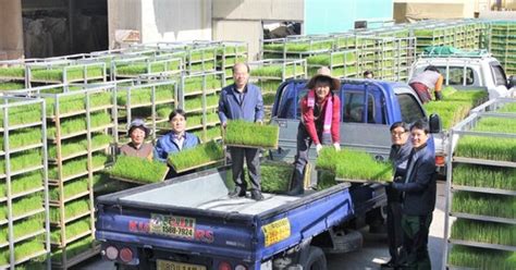 농소농협 벼육묘장 첫 출고