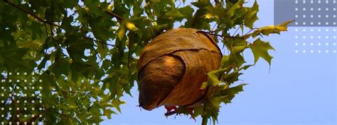 How To Tell You Have A Wasp Nest