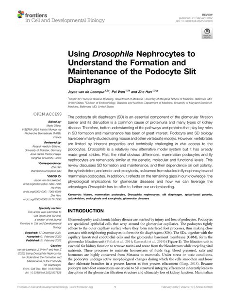 Pdf Using Drosophila Nephrocytes To Understand The Formation And