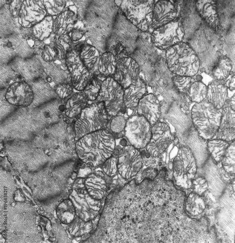 Mitochondria Micrograph