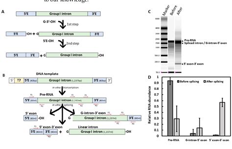 Figure 1 From Group I Intron As A Potential Target For Antifungal Compounds Development Of A