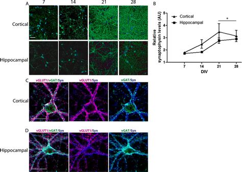 Ontogeny Of Synaptophysin Expression Level In Hippocampal And Cortical Download Scientific