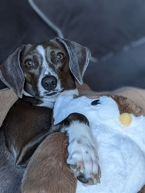 💜 Gobbie Lynne En Goblin Vtuber On Twitter Cerberus Loves Her Owlbear Plush Owlbearto Its