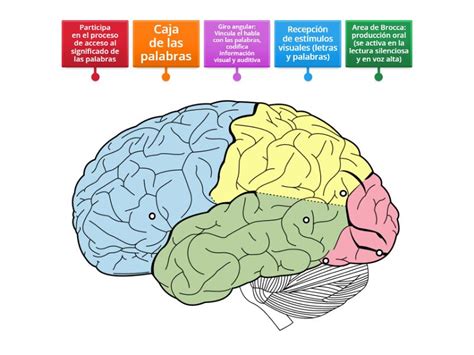 Áreas Del Cerebro Implicadas En La Lectura Diagrama Con Etiquetas