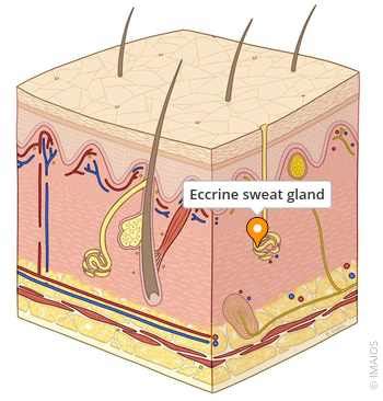 Eccrine Sweat Gland E Anatomy Imaios