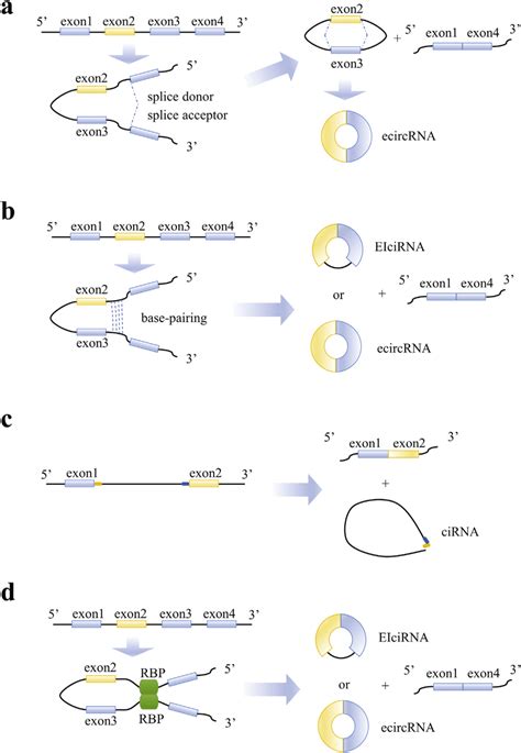 Possible Models Of Circular Rna Biogenesis A Lariat Driven Download Scientific Diagram
