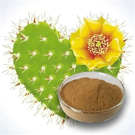 Use Cactus Extract To Prevent Diseases And Enhance Immunity