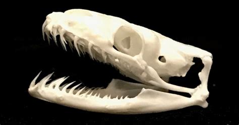 Understanding Ball Python Teeth Facts And Care