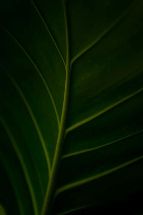 คลังภาพถ่ายฟรีของ กลางแจ้ง การสังเคราะห์แสง การเจริญเติบโต คลอโรฟีลล์ คล้ายใบ ต้นไม้