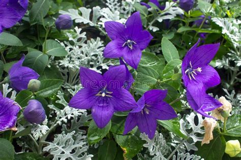 Grandiflorus Platycodon цветка воздушного шара Стоковое Фото изображение насчитывающей