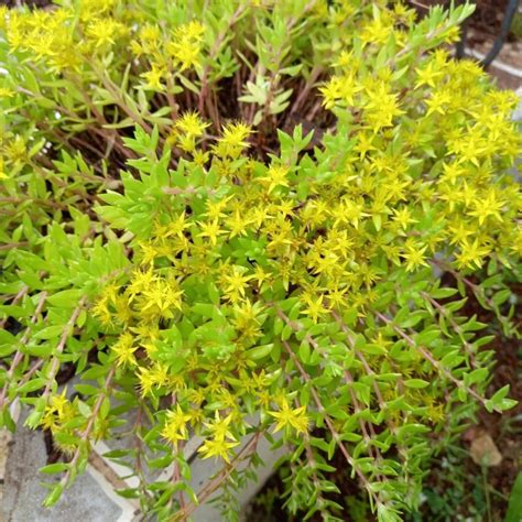 Sedum Sarmentosum Succulent City