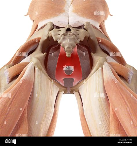Levator Syndrome Stress