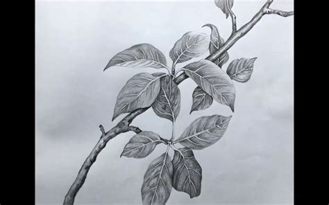 How To Draw Leaves 10 Amazing And Easy Tutorials Leaf Drawing Flower Drawing Tutorials