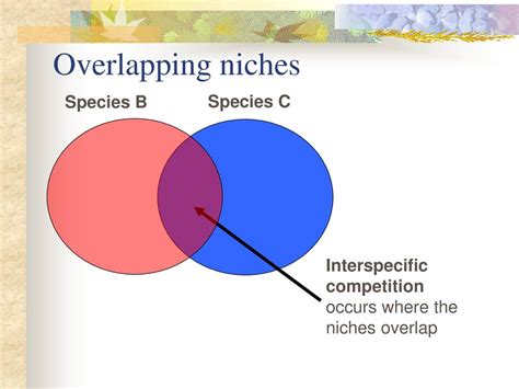 Ecology A Look At The Basics Ppt Download