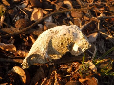 Potential Deer Cranium Rbonecollecting