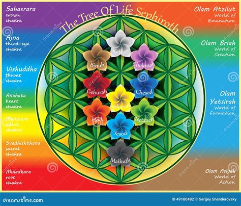 The Tree Of Life 5 Stock Vector Illustration Of Esoterics 49180482