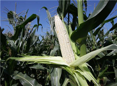 옥수수 수확 시기와 옥수수 효능과 영양성분 알아보기 농사정보