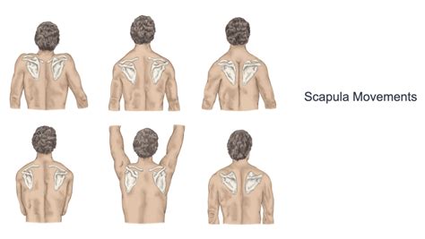 Scapula Movements Diagram Quizlet