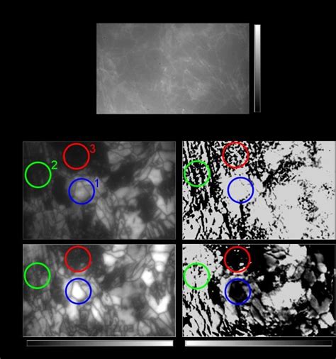 A Spatially Resolved Lifetime Of A Representative Sample In The Download Scientific Diagram