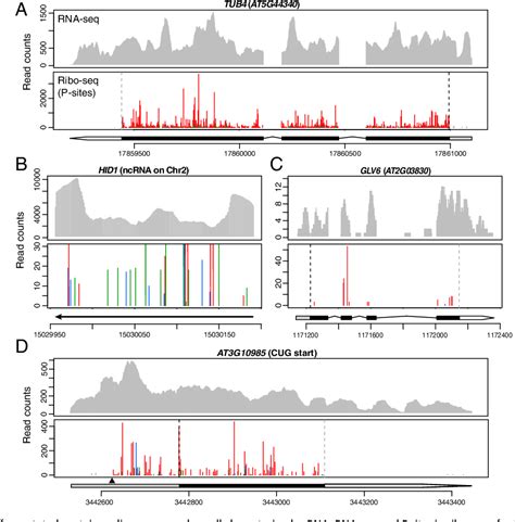 Figure 3 From Super Resolution Ribosome Profiling Reveals Unannotated