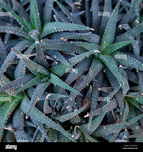 Prickly Plant In Macro Background With Copy Space Natural Background