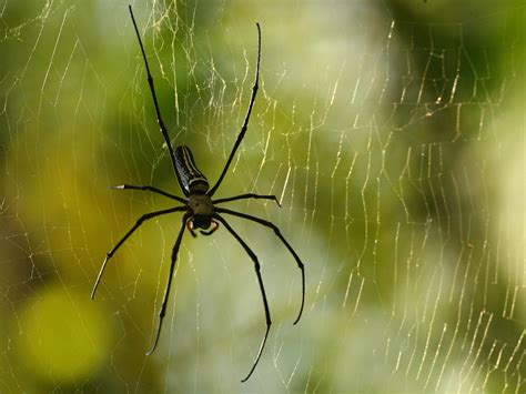 Bondage Can Stop Male Spiders Gettting Eaten After Sex Scientists Find The Independent
