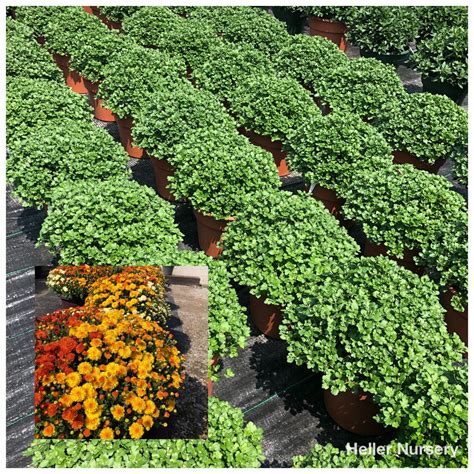 Heller Nursery The Candy Corn Mums Are Growing Well Facebook