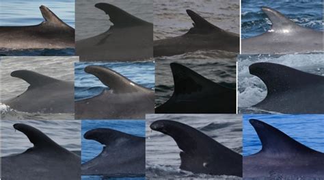 Fin Whale Photo Identification Catalogue Irish Whale And Dolphin Group