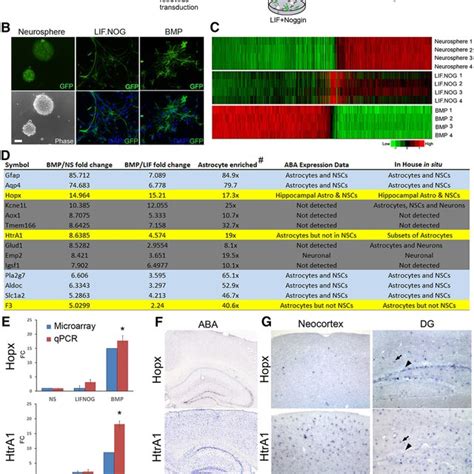 Genomic Scale Expression Analysis By Cdna Microarray Revealed Download Scientific Diagram