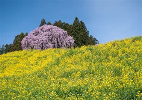 菜の花の向こうに GANREF