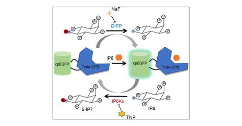 Monitoring Intracellular Ip6 With A Genetically Encoded Fluorescence Biosensor Acs Sensors
