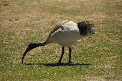 Premium Photo Duck On Field