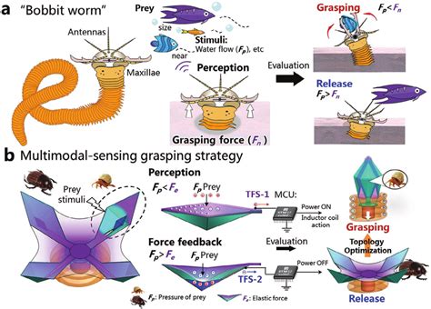 Multimodal Sensing Adaptive Soft Grasper Inspired By Bobbit Worm A