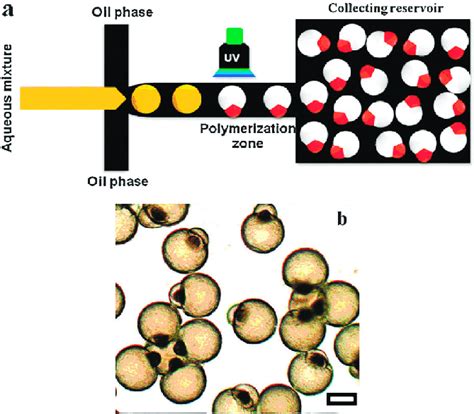 A Synthesis Of Janus Particles B Optical Microscopic Image Of