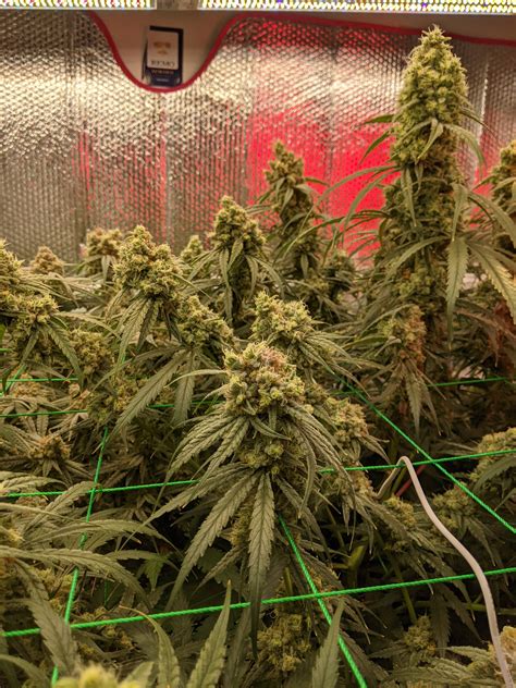 356 Best Rdwc Images On Pholder How Is My First Dwc Going First Run