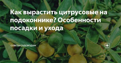 Как вырастить цитрусовые на подоконнике Особенности посадки и ухода Советы Садоводам Дзен