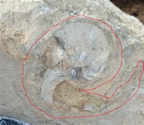 Nautiloid And What Species Would It Be Solved Also No Soft Tissue Fossil Id The Fossil Forum