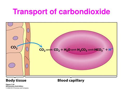 Ppt Hemoglobin Metabolism And Diseases Of Hemoglobin Powerpoint