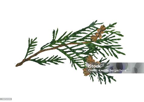 흰색 배경에 분리 된 원추와 수채화 사이프러스 또는 투자 분기 상록 나무 나뭇 가지의 손 그림 그림 의료 건강 관리 디자인 인쇄 커버 정원 장식에 적합합니다 백향목에 대한