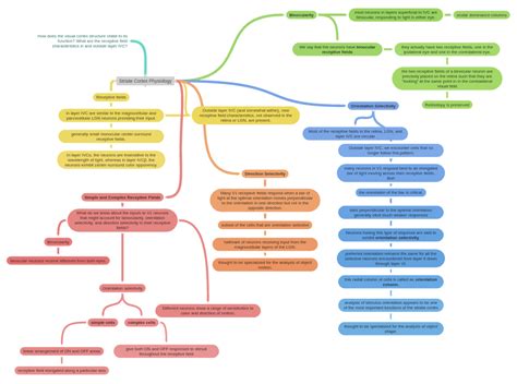Striate Cortex Physiology Coggle Diagram