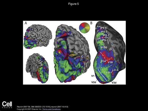 Visual Field Maps In Human Cortex Ppt Download
