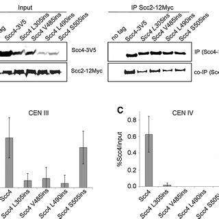 Overexpression Of Scc4 RIDs Inhibits Cell Growth A Location Of Scc4 Download Scientific